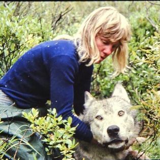 The Wolf Whisperer: Diane Boyd's Lifelong Dedication to Montana's Wolves - The Trail Less ...