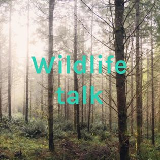 Wildlife talk - Hosted by Gigel Andrei