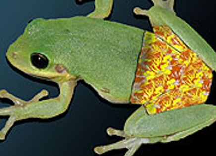 Frogs' Pants (Rebroadcast) - Big Picture Science | Acast