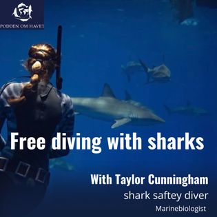 Diving with sharks with Taylor Cunningham - Podden Om Havet | Acast
