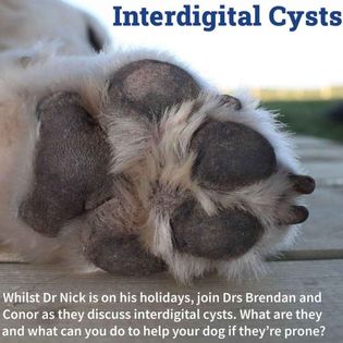 Interdigital Cysts - Raw Pet Medics | Acast