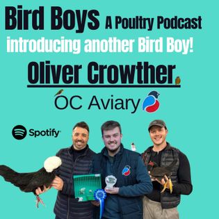 Introducing another Bird Boy - Oliver Crowther (OC Aviary) - BirdBoys ...