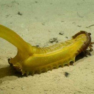 Everything You Need to Know About the Gummy Squirrel - Deep Marine ...