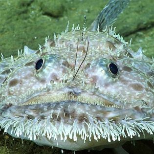 Facts: The Grumpy Goosefish - Deep Marine Scenes | Acast