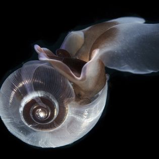 Facts: The Sea Butterfly - Deep Marine Scenes | Acast