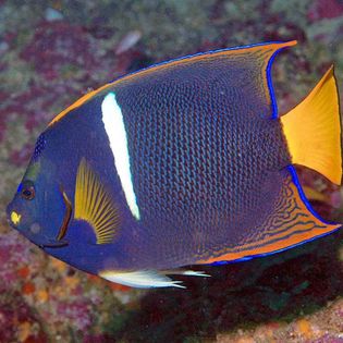 Facts: The King Angelfish - Deep Marine Scenes | Acast