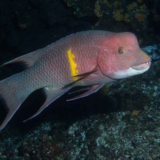 Facts: The Mexican Hogfish - Deep Marine Scenes | Acast