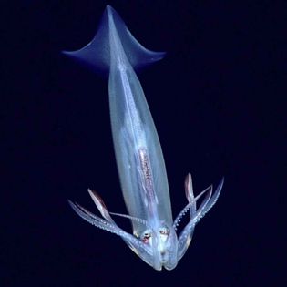 Facts: The Northern Shortfin Squid - Deep Marine Scenes | Acast