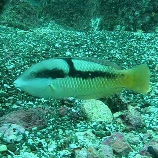 Facts: The Spinster Wrasse - Deep Marine Scenes | Acast