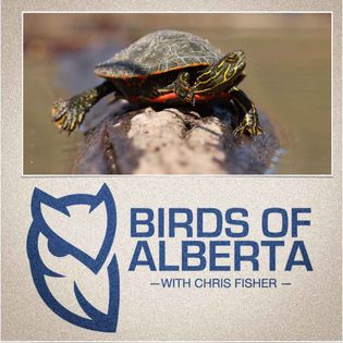 Western Painted Turtle - Birds of Alberta with Chris Fisher | Acast