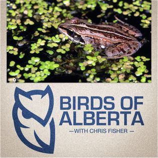 Wood Frog - Birds of Alberta with Chris Fisher | Acast